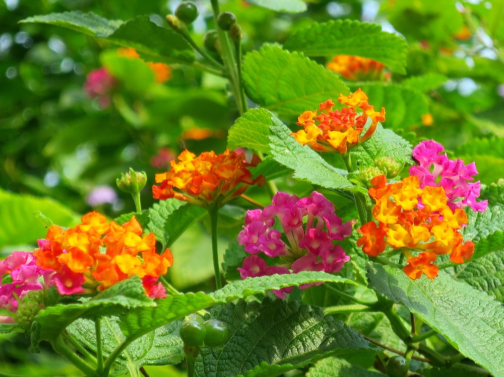Lantana camara ‘Common Lantana’ | Secret Stone Garden 愛・美麗