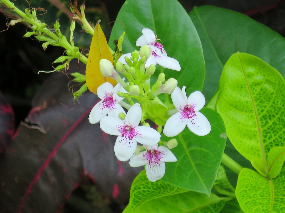 Pseuderanthemum carruthersii ‘Reticulatum’ | Secret Stone Garden 愛・美麗