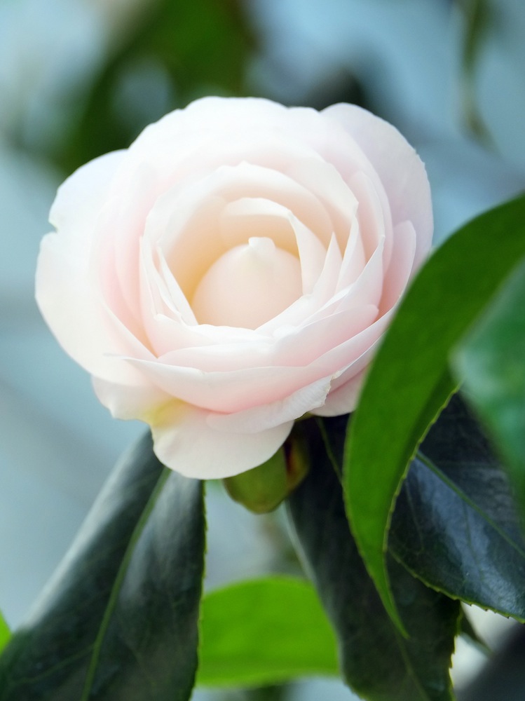 Camellia japonica ‘Alba Simplex’ | Secret Stone Garden 愛・美麗
