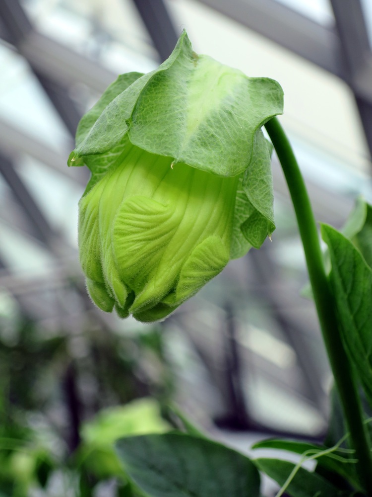 Cobaea scandens alba ‘Cathedral Bells’ | Secret Stone Garden 愛・美麗