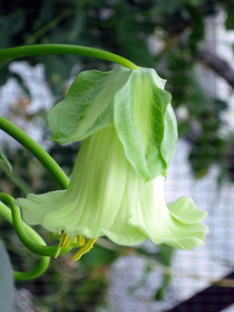 Cobaea scandens alba ‘Cathedral Bells’ | Secret Stone Garden 愛・美麗