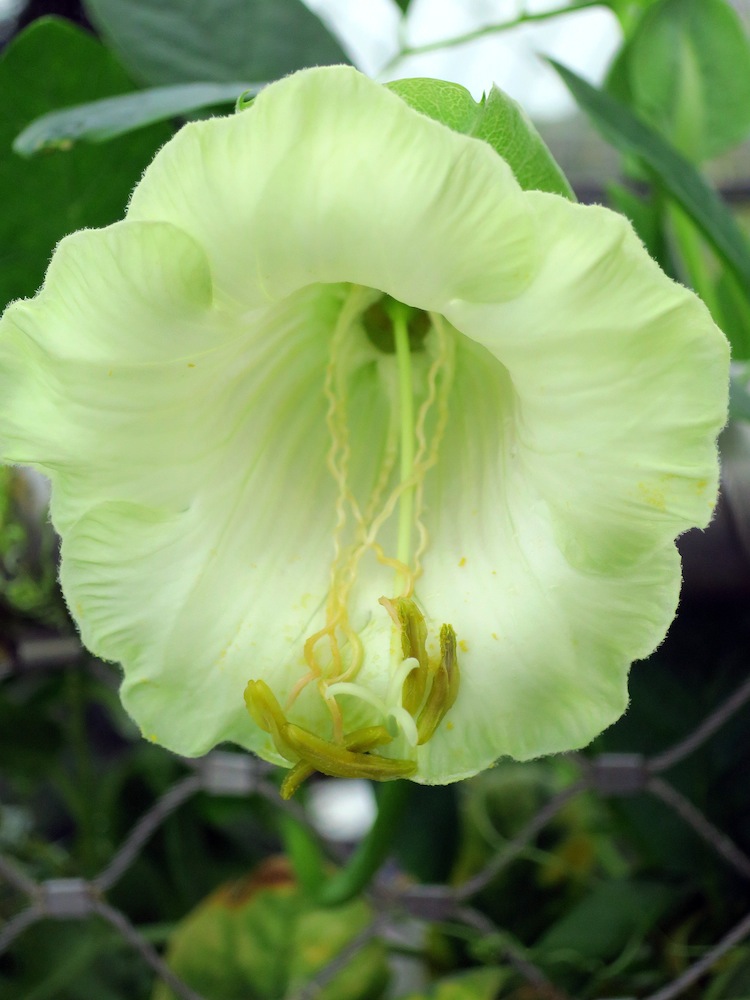 Cobaea scandens alba ‘Cathedral Bells’ | Secret Stone Garden 愛・美麗