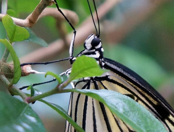 愛丁堡之旅 (2) – Edinburgh Butterfly & Insect World | Secret Stone Garden 愛・美麗