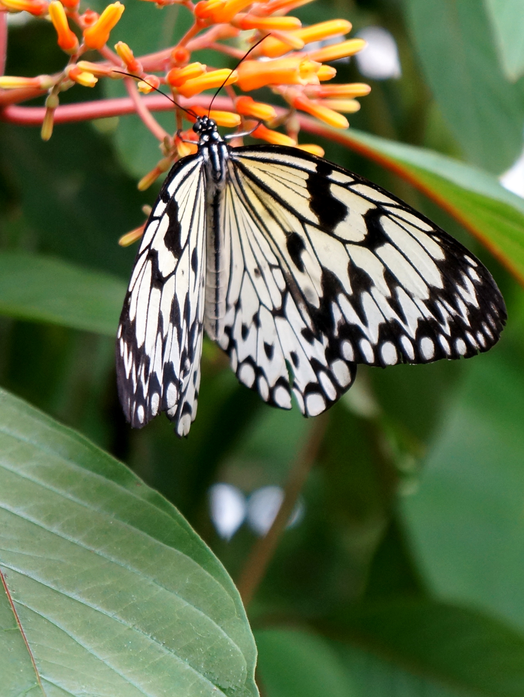 愛丁堡之旅 (2) – Edinburgh Butterfly & Insect World | Secret Stone Garden 愛・美麗