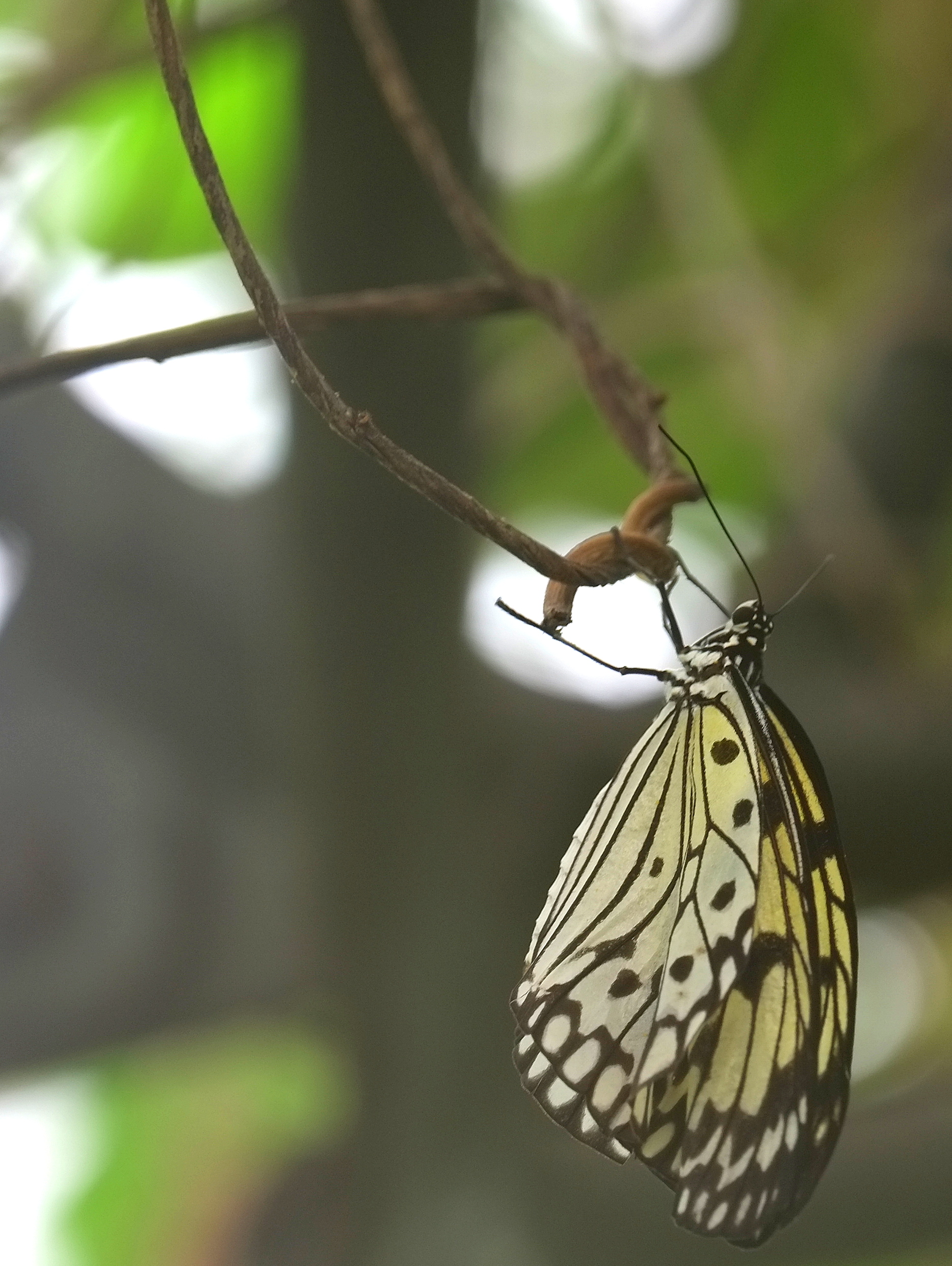 愛丁堡之旅 (2) – Edinburgh Butterfly & Insect World | Secret Stone Garden 愛・美麗