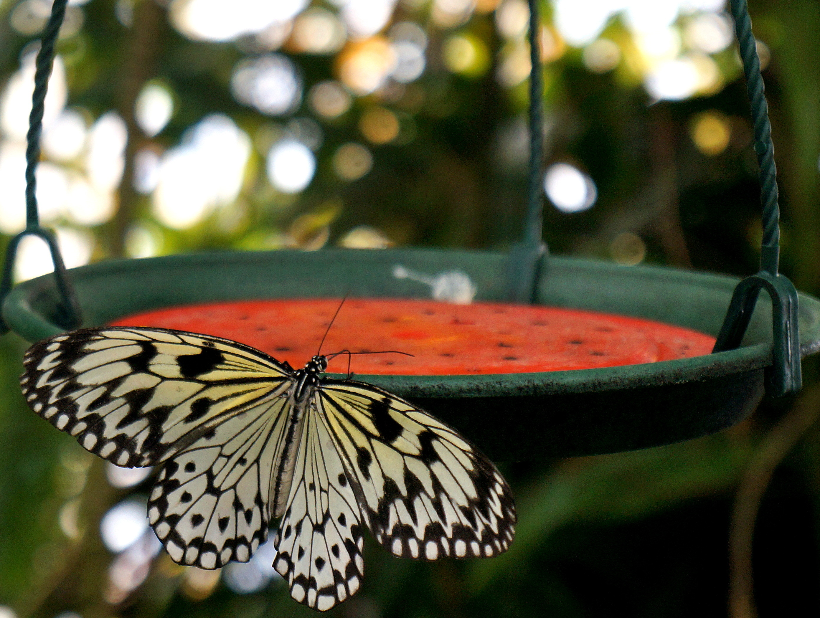 愛丁堡之旅 (2) – Edinburgh Butterfly & Insect World | Secret Stone Garden 愛・美麗