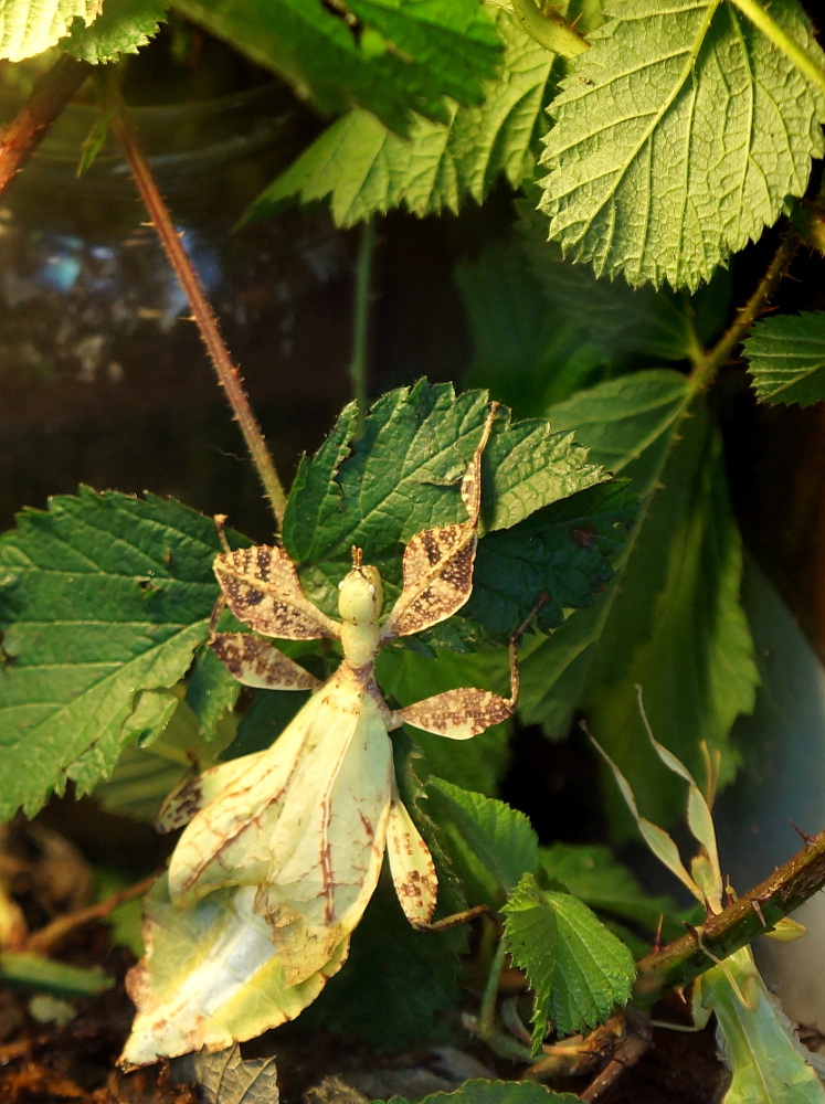 愛丁堡之旅 (2) – Edinburgh Butterfly & Insect World | Secret Stone Garden 愛・美麗