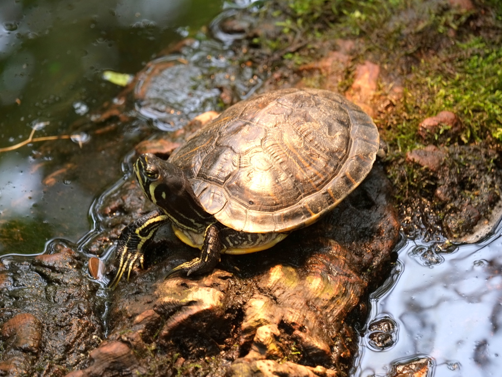 愛丁堡之旅 (2) – Edinburgh Butterfly & Insect World | Secret Stone Garden 愛・美麗