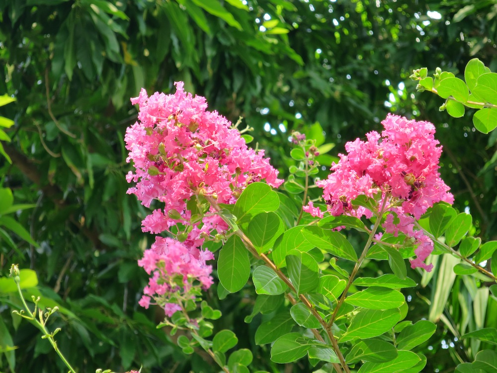 Lagerstroemia indica ‘Rose Pink Flower’ | Secret Stone Garden 愛・美麗