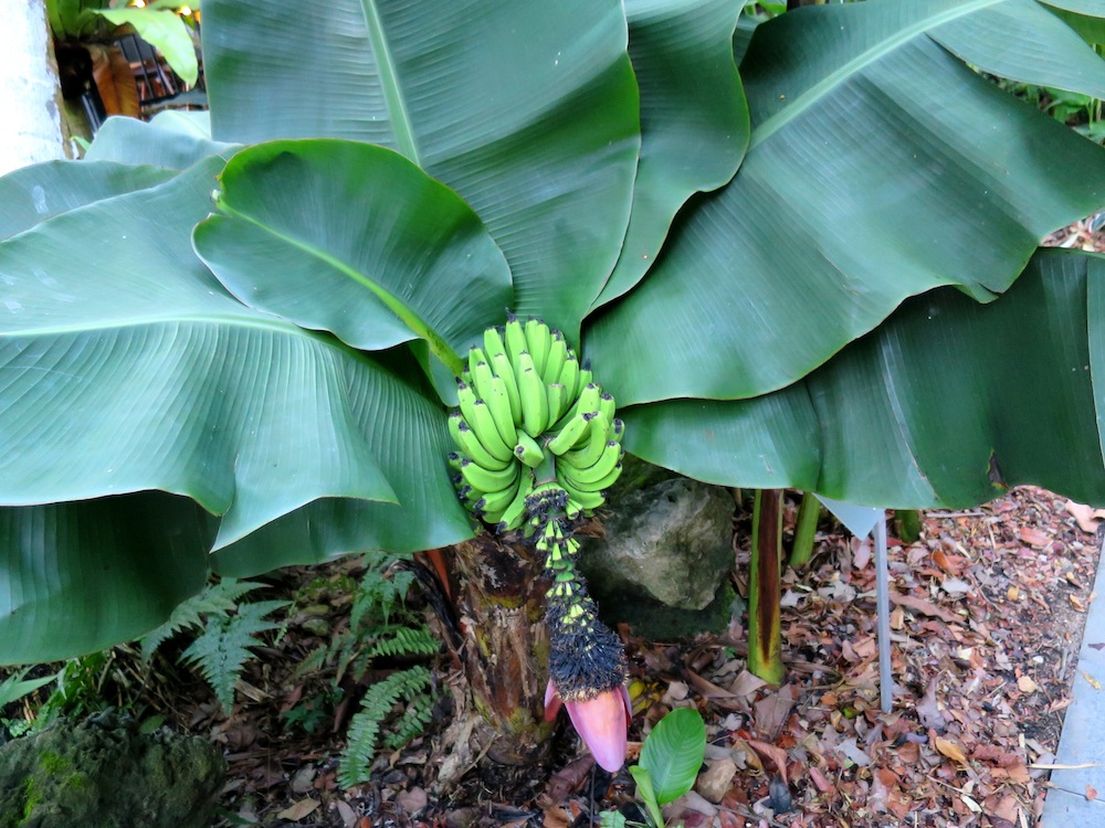 Musa sp. ‘Dwarf Banana’ | Secret Stone Garden 愛・美麗
