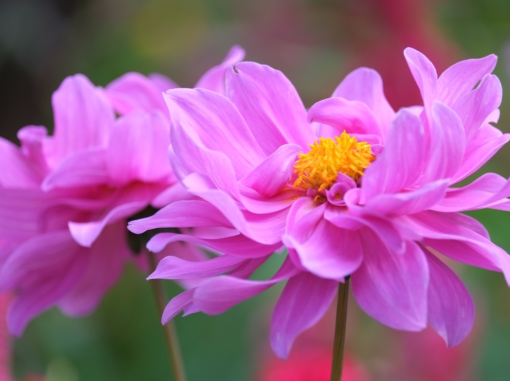 Dahlia ‘Pink Onesta’ | Secret Stone Garden 愛・美麗