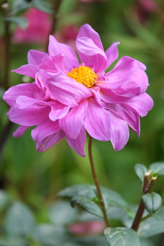 Dahlia ‘Pink Onesta’ | Secret Stone Garden 愛・美麗