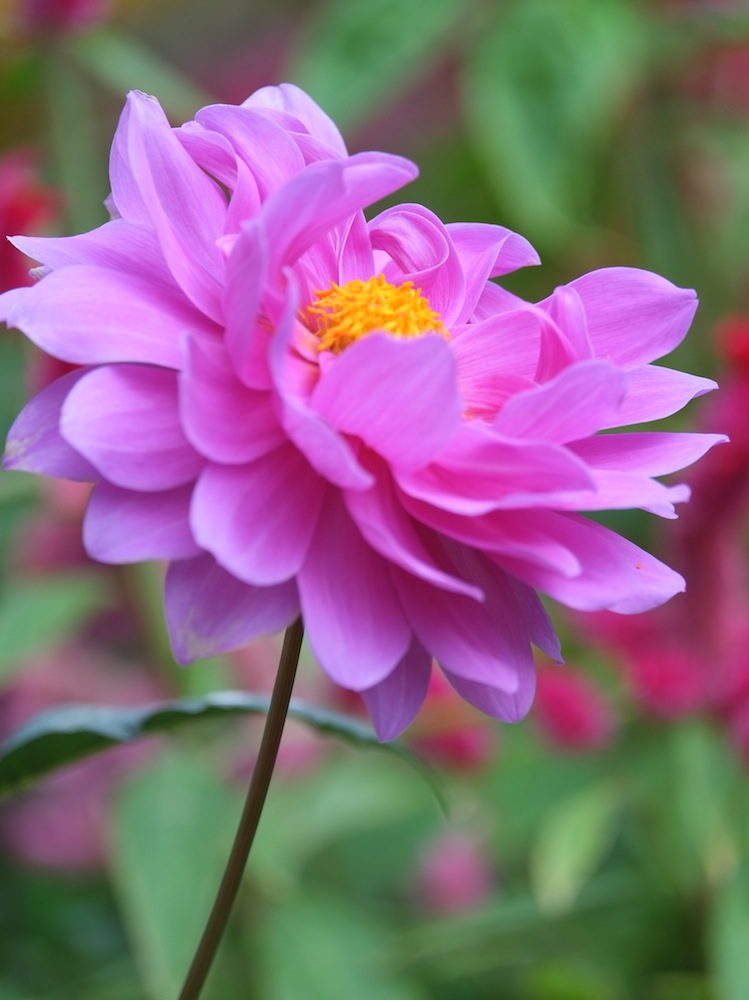 Dahlia ‘Pink Onesta’ | Secret Stone Garden 愛・美麗
