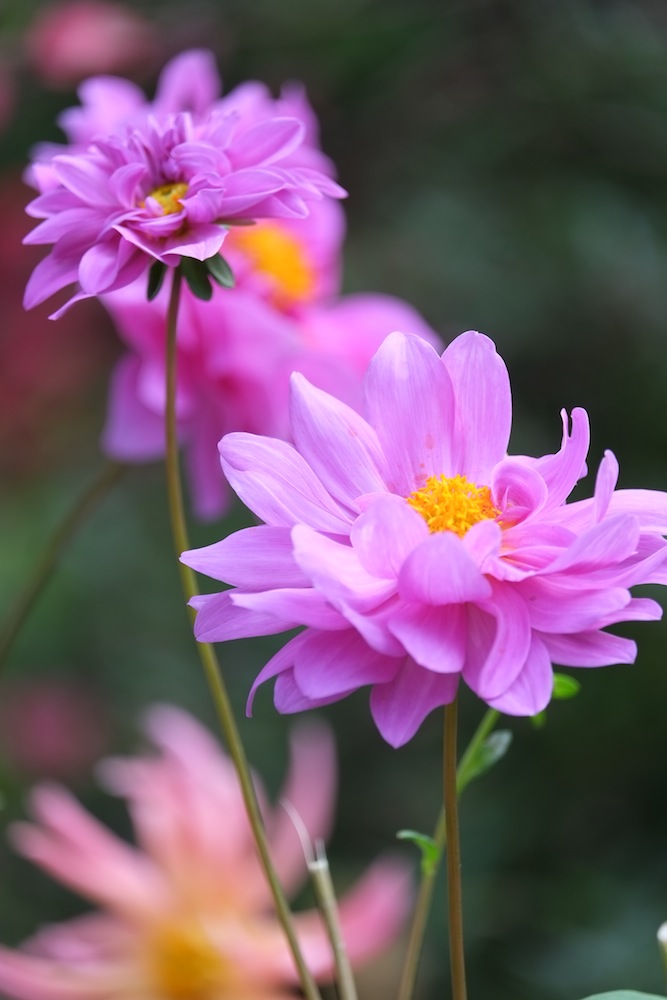Dahlia ‘Pink Onesta’ | Secret Stone Garden 愛・美麗