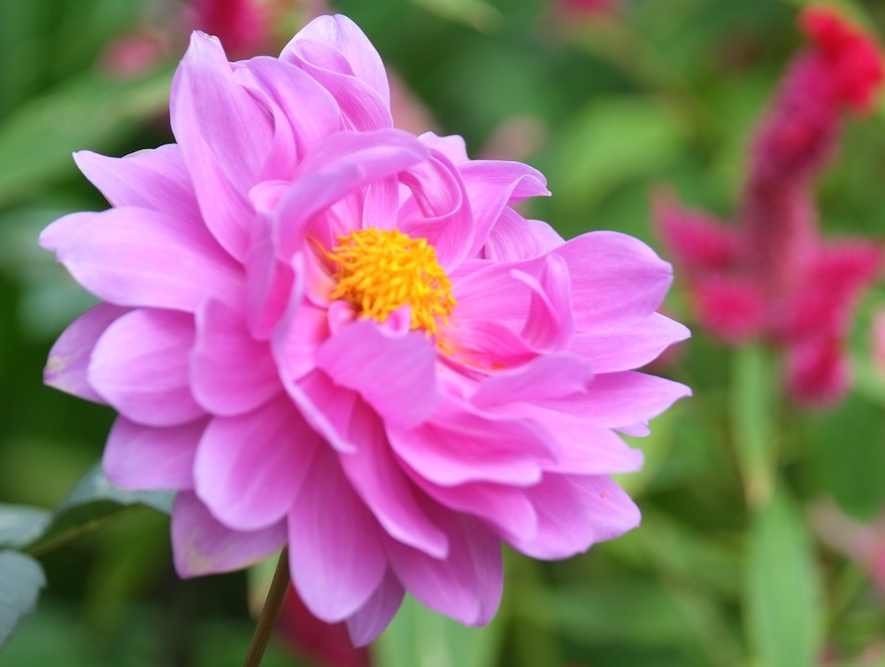 Dahlia ‘Pink Onesta’ | Secret Stone Garden 愛・美麗