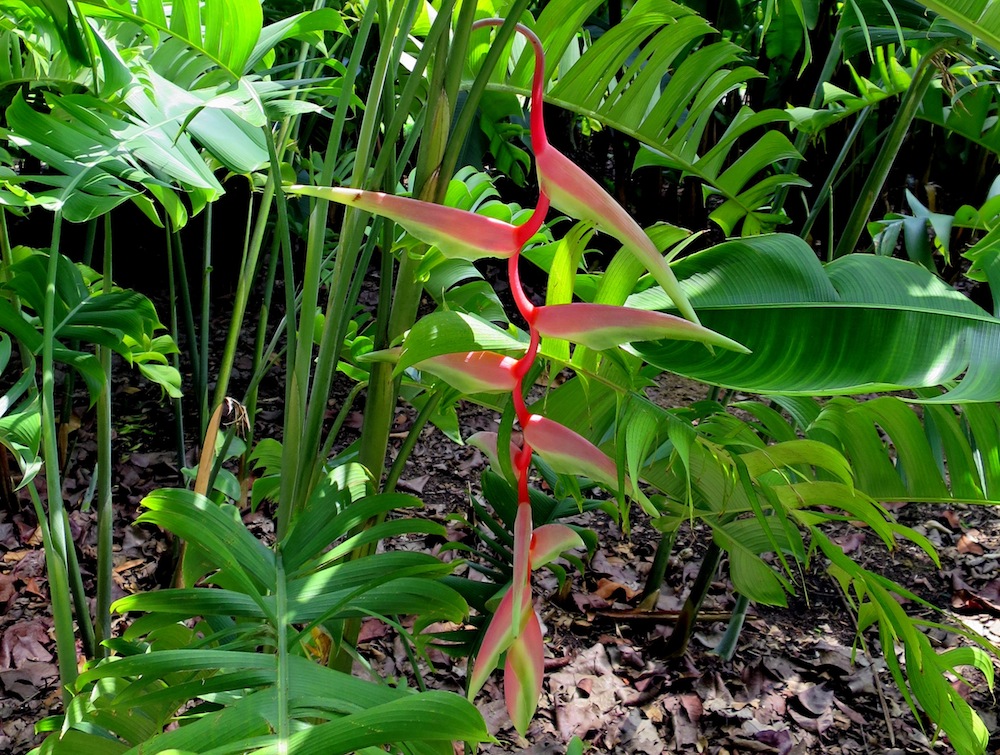 Heliconia chartacea ‘Sexy Pink’ | Secret Stone Garden 愛・美麗