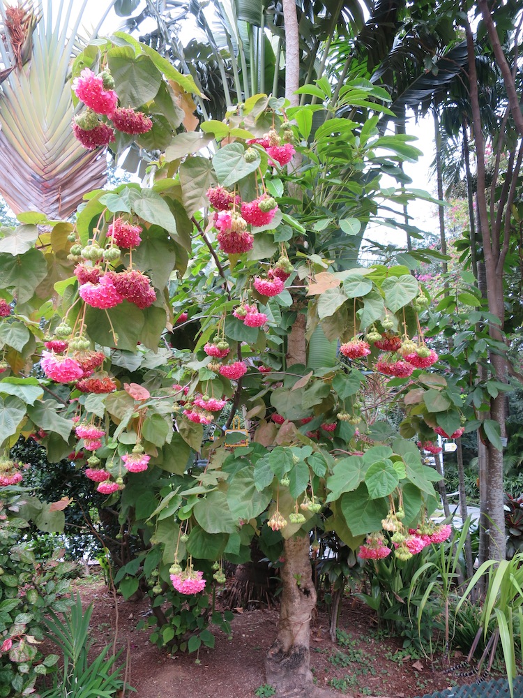 Dombeya wallichii ‘Pink Ball Tree’ | Secret Stone Garden 愛・美麗