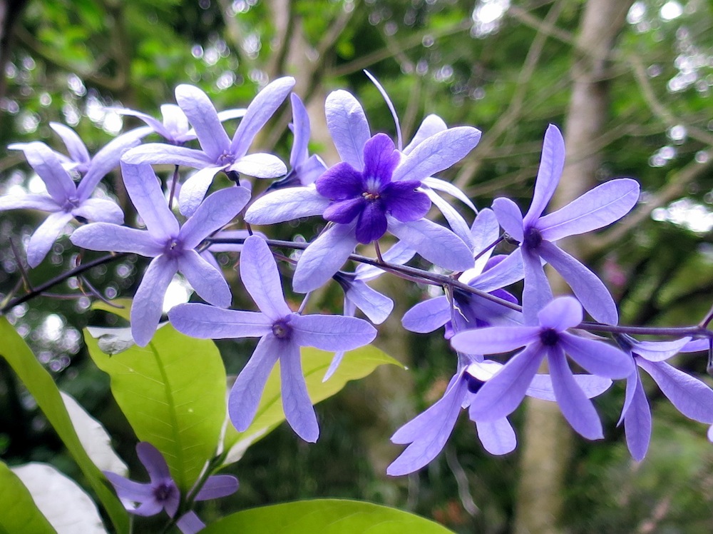 Petrea volubilis ‘Sandpaper Vine’ | Secret Stone Garden 愛・美麗
