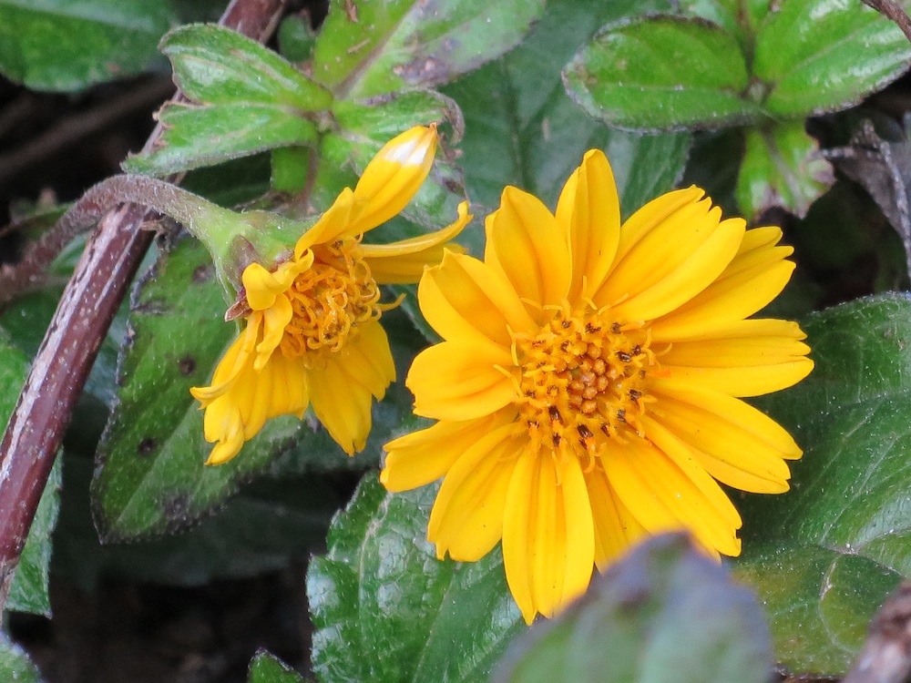 Wedelia trilobata (Sphagneticola trilobata) ‘Trailing Daisy’ | Secret ...