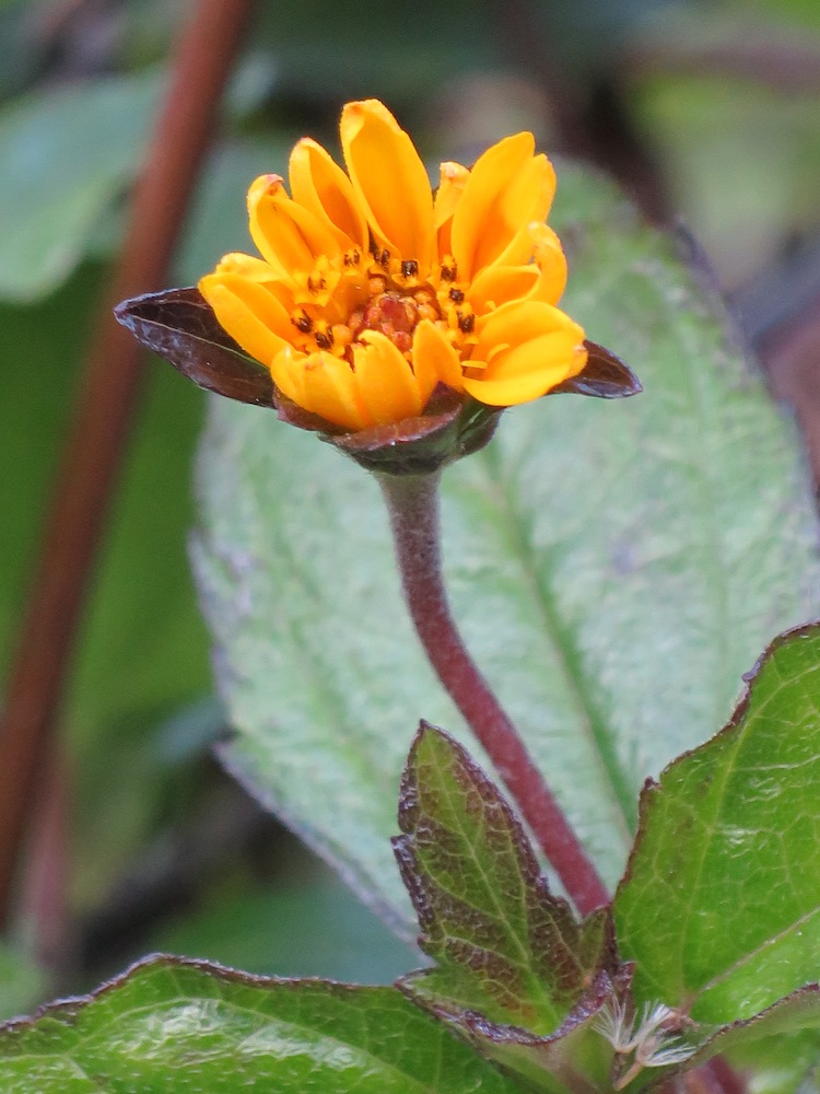 Wedelia trilobata (Sphagneticola trilobata) ‘Trailing Daisy’ | Secret ...