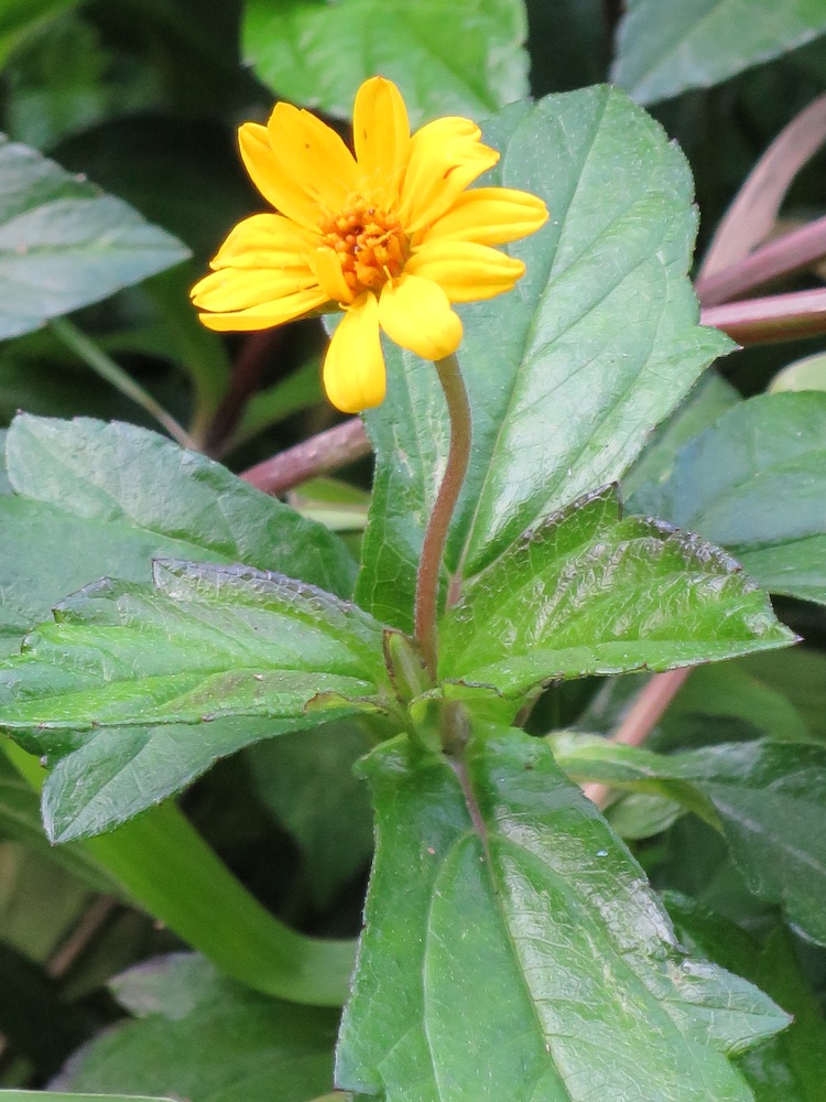 Wedelia trilobata (Sphagneticola trilobata) ‘Trailing Daisy’ | Secret ...