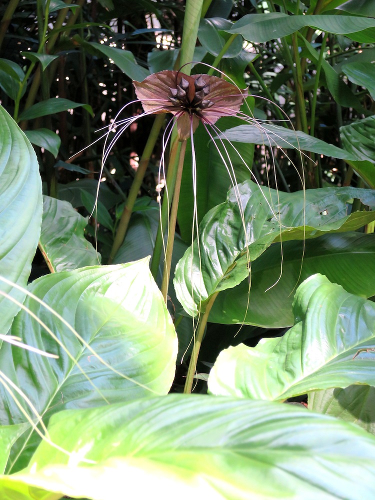 Tacca integrifolia ‘Black Lily’ | Secret Stone Garden 愛・美麗