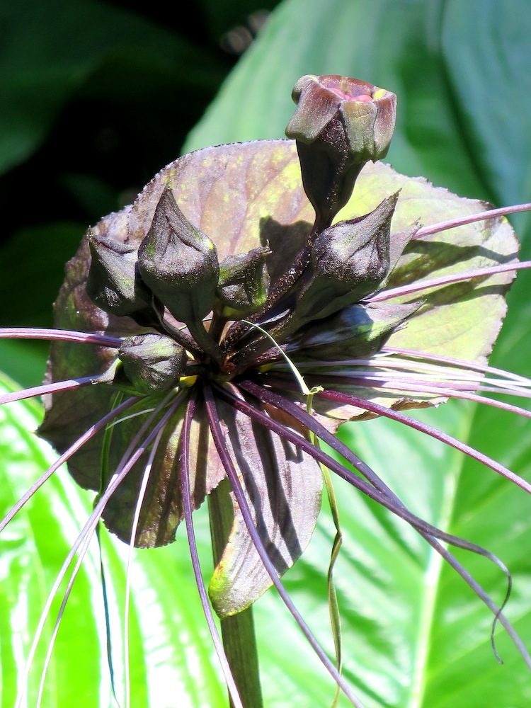 Tacca integrifolia ‘Black Lily’ | Secret Stone Garden 愛・美麗