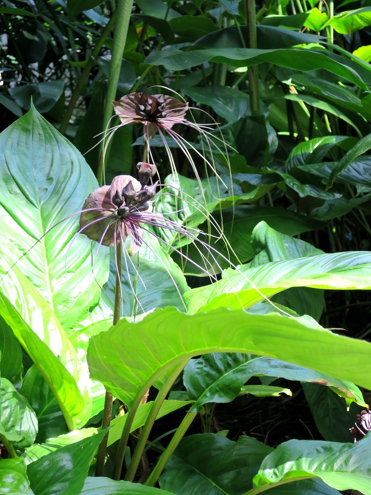 Tacca integrifolia ‘Black Lily’ | Secret Stone Garden 愛・美麗
