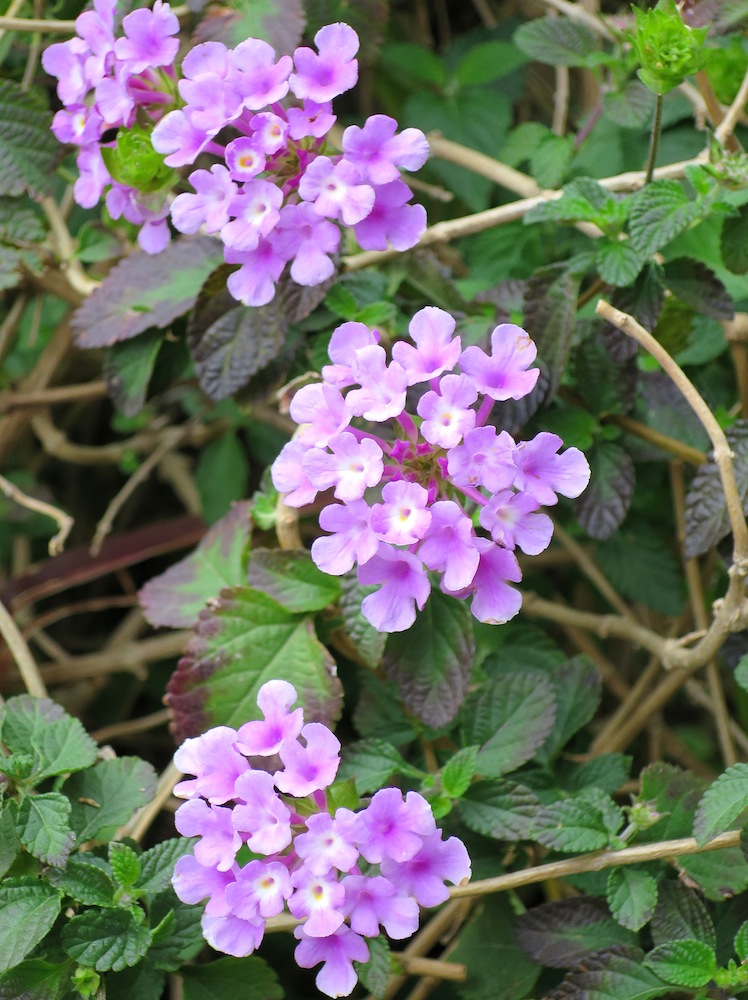 Lantana montevidensis (Trailing Lantana) | Secret Stone Garden 愛・美麗