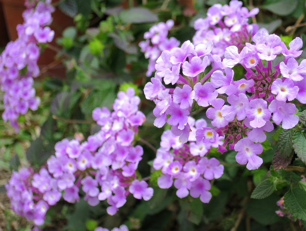 Lantana montevidensis (Trailing Lantana) | Secret Stone Garden 愛・美麗