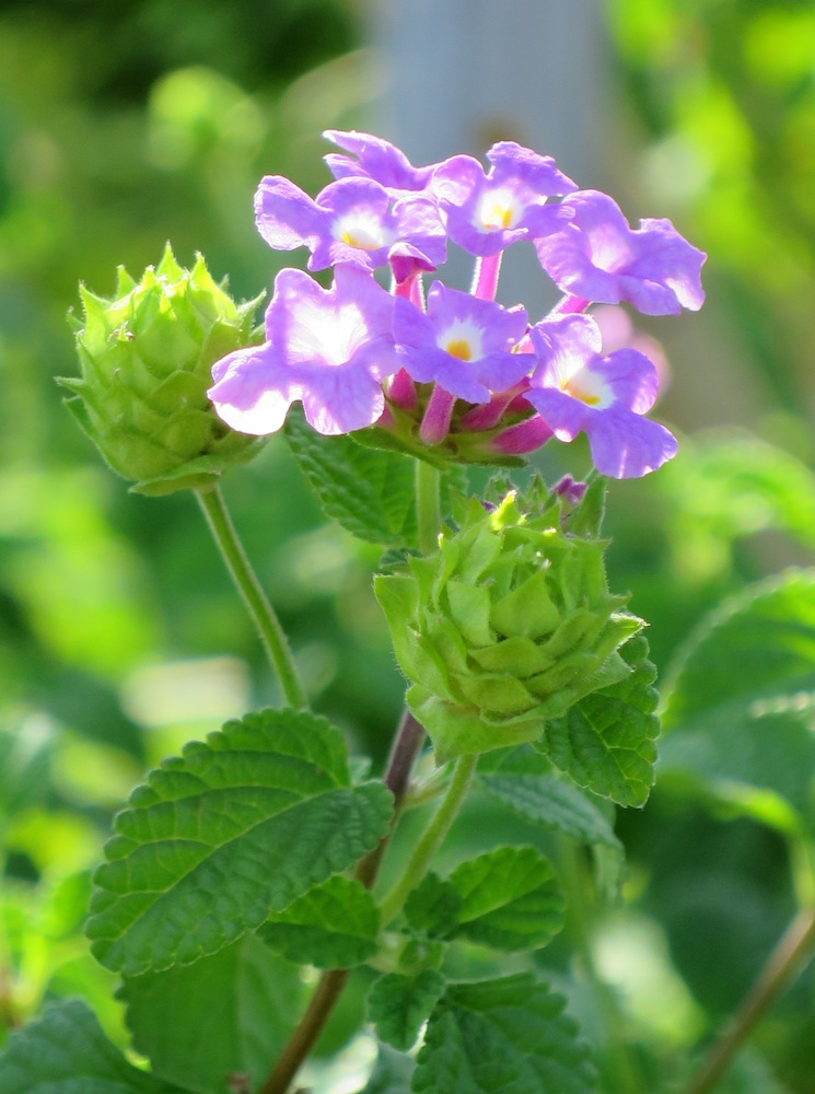 Lantana montevidensis (Trailing Lantana) | Secret Stone Garden 愛・美麗