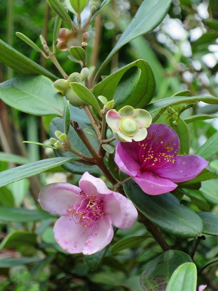 Rhodomyrtus tomentosa ‘Rose Myrtle’ | Secret Stone Garden 愛・美麗