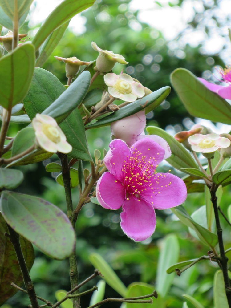 Rhodomyrtus tomentosa ‘Rose Myrtle’ | Secret Stone Garden 愛・美麗