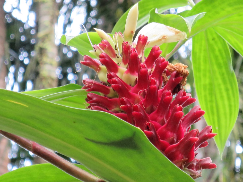 Costus specious ‘Red Stem’ | Secret Stone Garden 愛・美麗