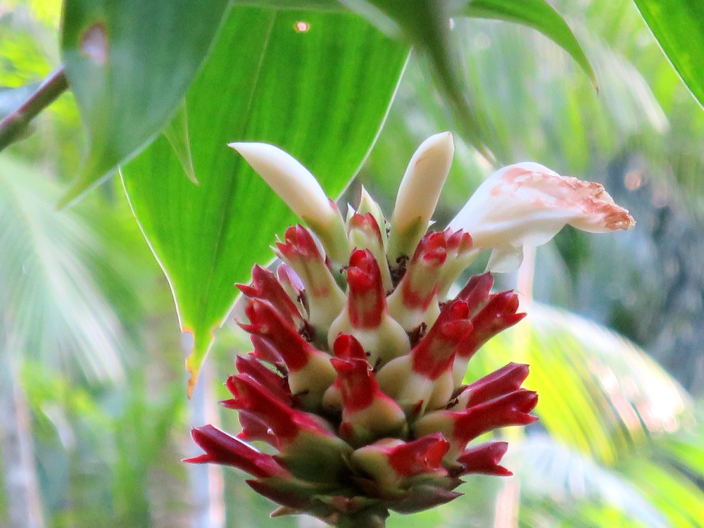 Costus specious ‘Red Stem’ | Secret Stone Garden 愛・美麗