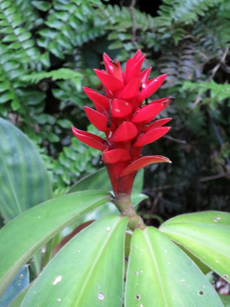 Costus specious ‘Red Stem’ | Secret Stone Garden 愛・美麗