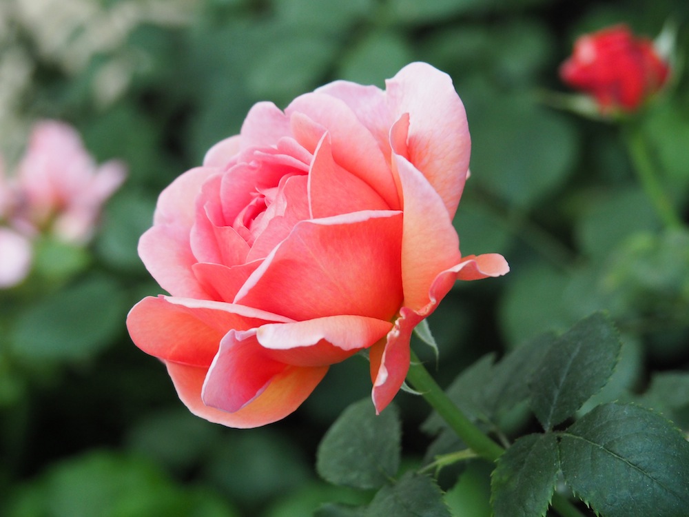 Rose ‘Gail Borden’ | Secret Stone Garden 愛・美麗