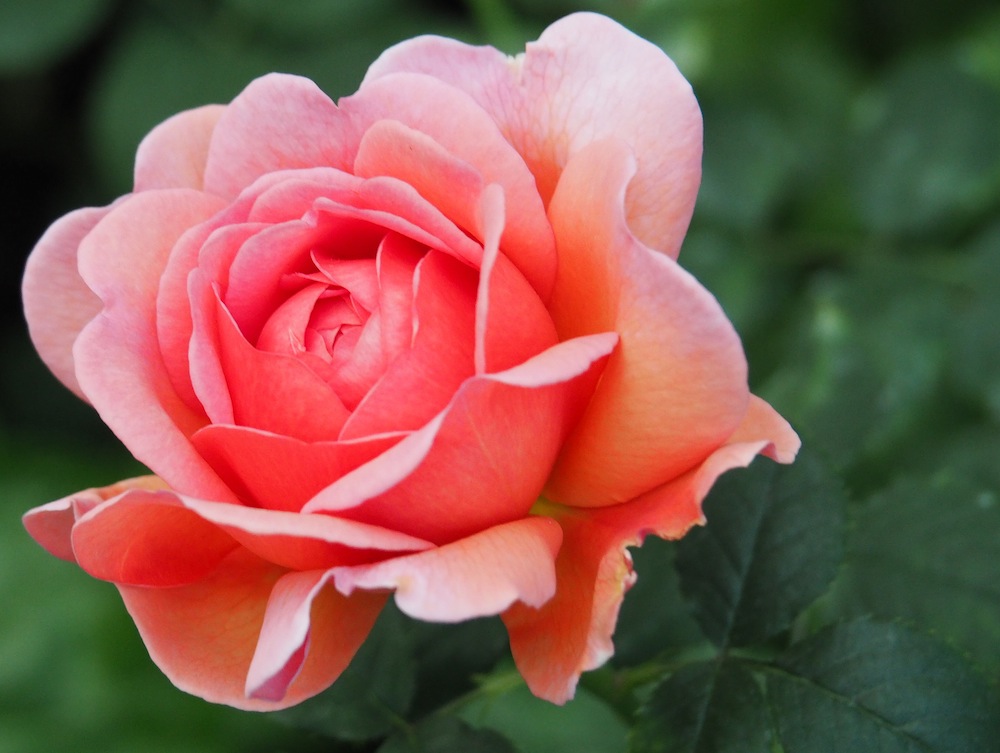 Rose ‘Gail Borden’ | Secret Stone Garden 愛・美麗