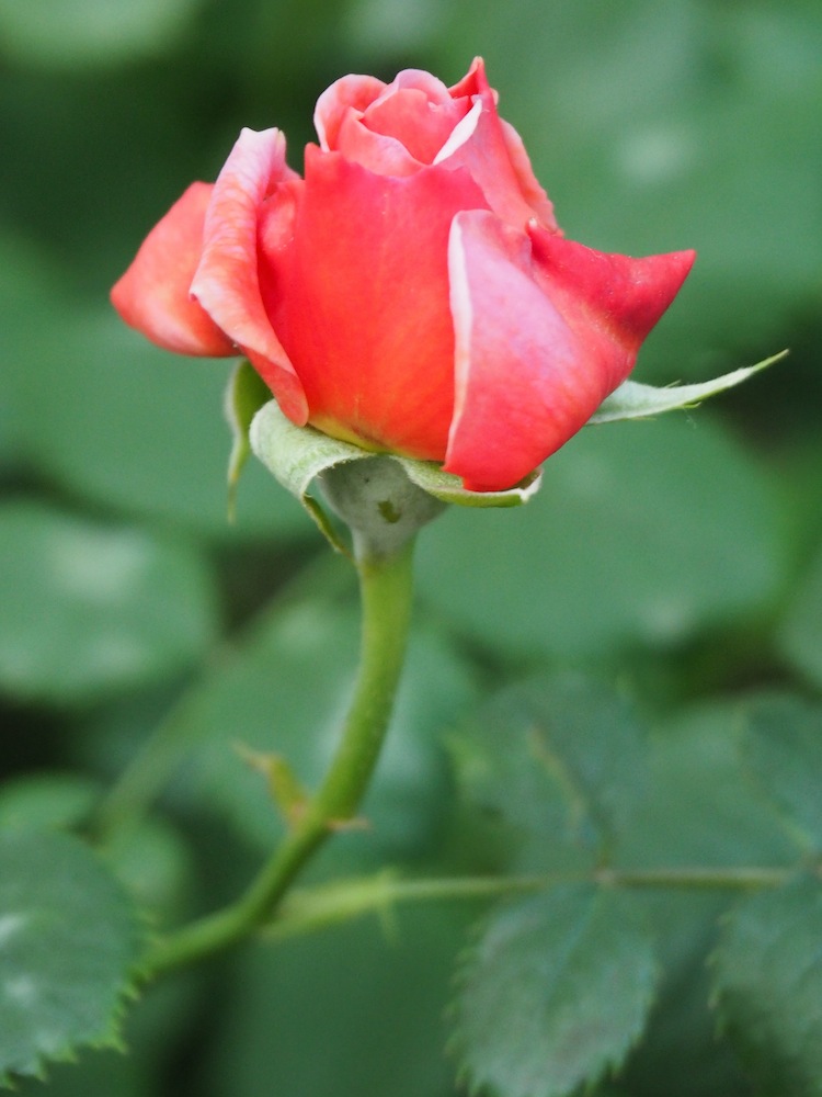 Rose ‘Gail Borden’ | Secret Stone Garden 愛・美麗